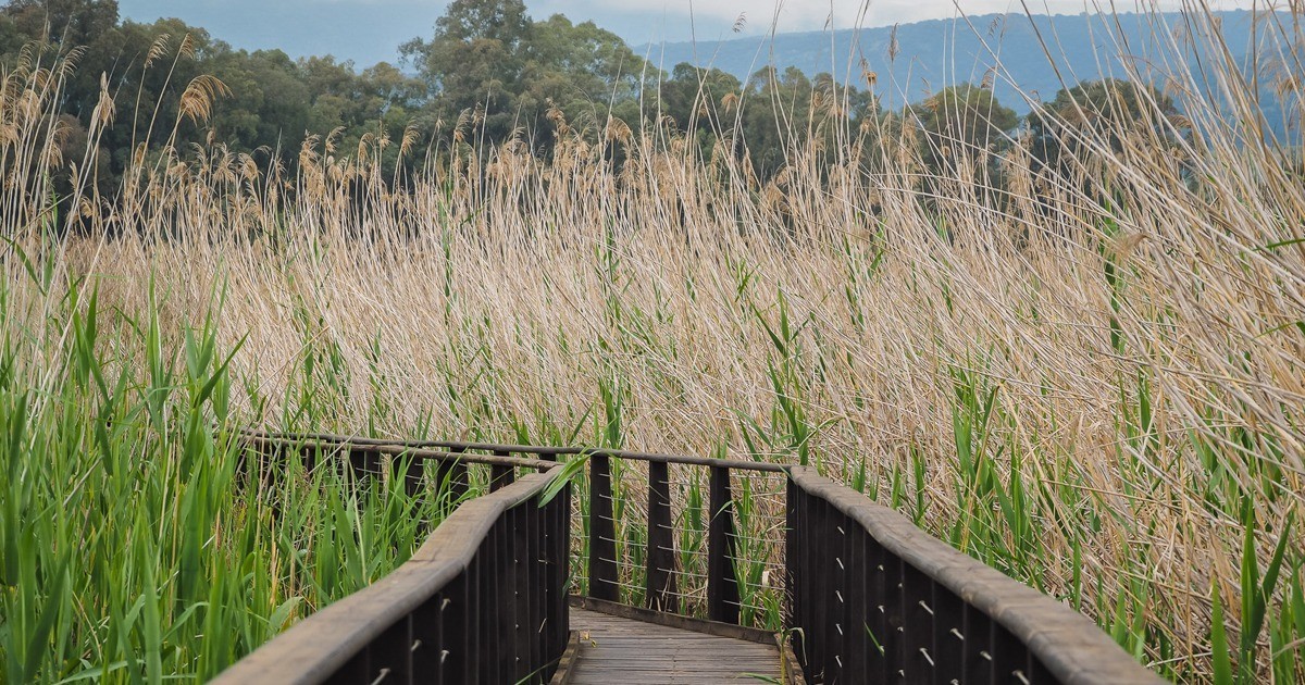 Hula Valley and Nature Reserve